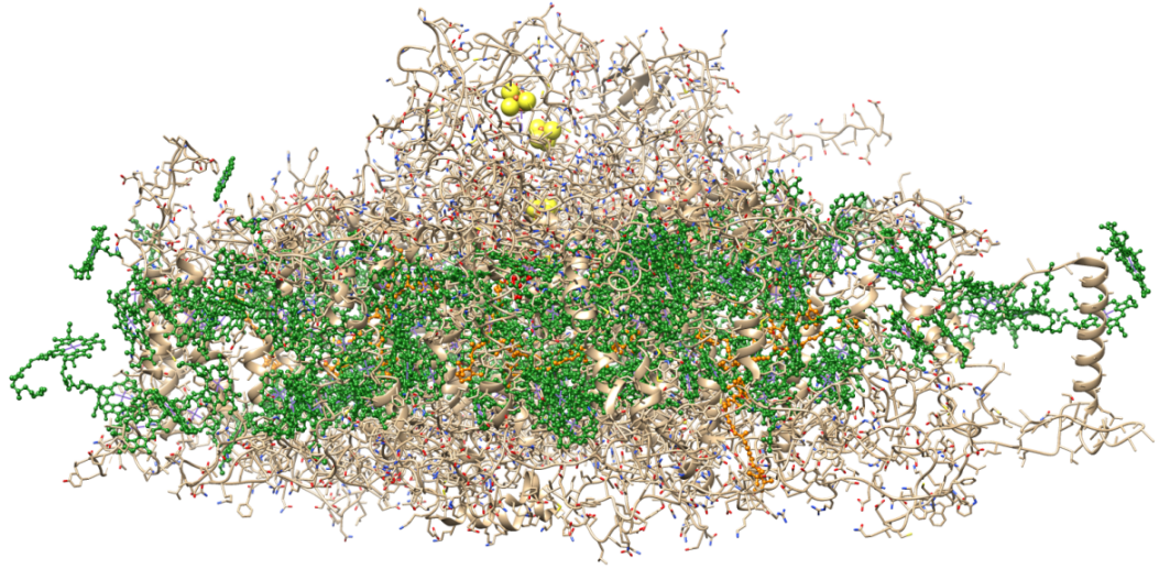 光化学系Ⅰ複合体の結晶構造解析 - 光合成事典